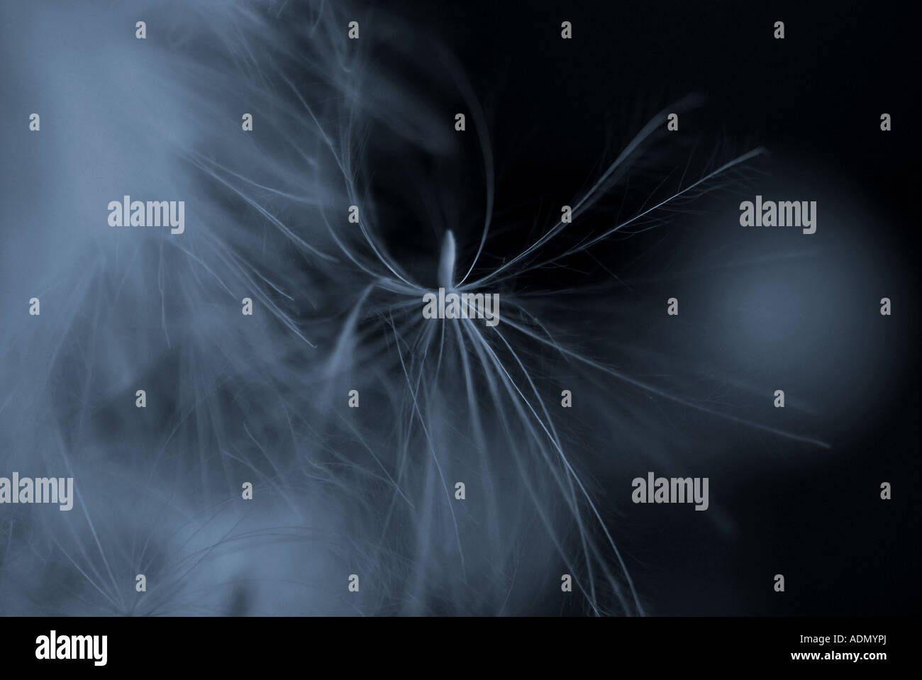 wispy seed head Stock Photo - Alamy