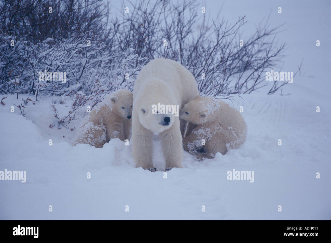 POLAR BEAR CANADA ARCTIC Stock Photo - Alamy