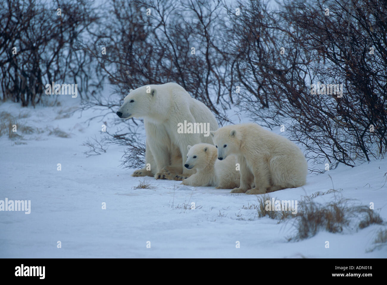 POLAR BEAR CANADA ARCTIC Stock Photo - Alamy