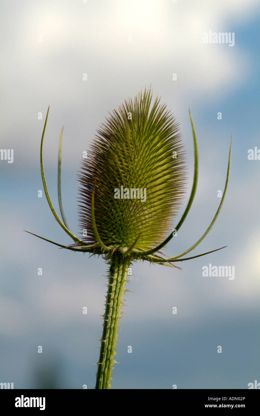 wild teasel (dipsacaceae dipsacus Stock Photo - Alamy