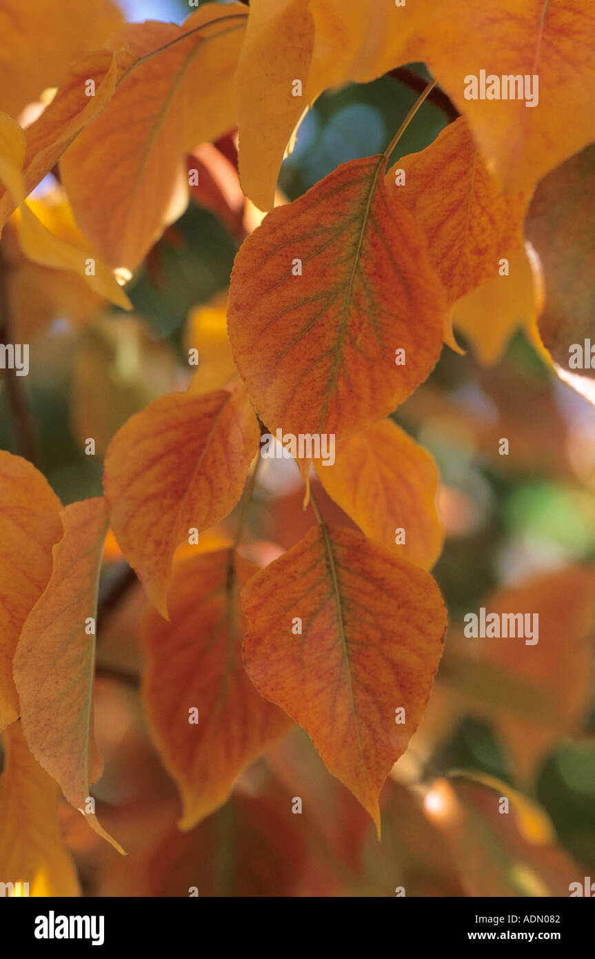 A leaf from a flowering pear tree changing color in fall Stock Photo ...