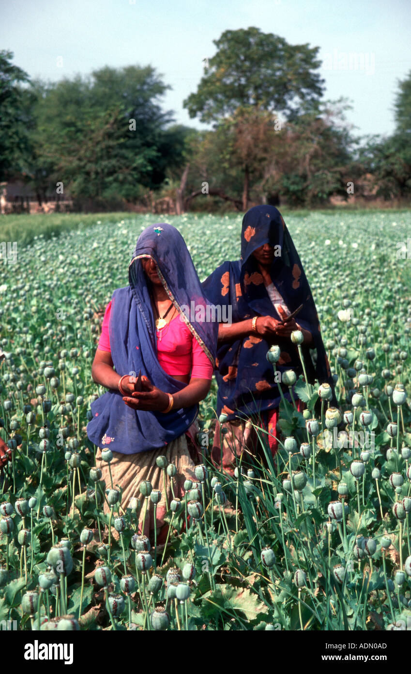 Afghan opium poppy field hi-res stock photography and images - Alamy