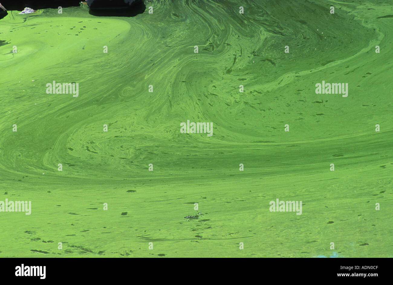Green algea on the surface of Brownlee Reservoir Idaho Stock Photo - Alamy