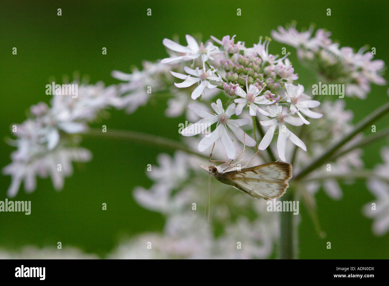 Cream wave hi-res stock photography and images - Alamy