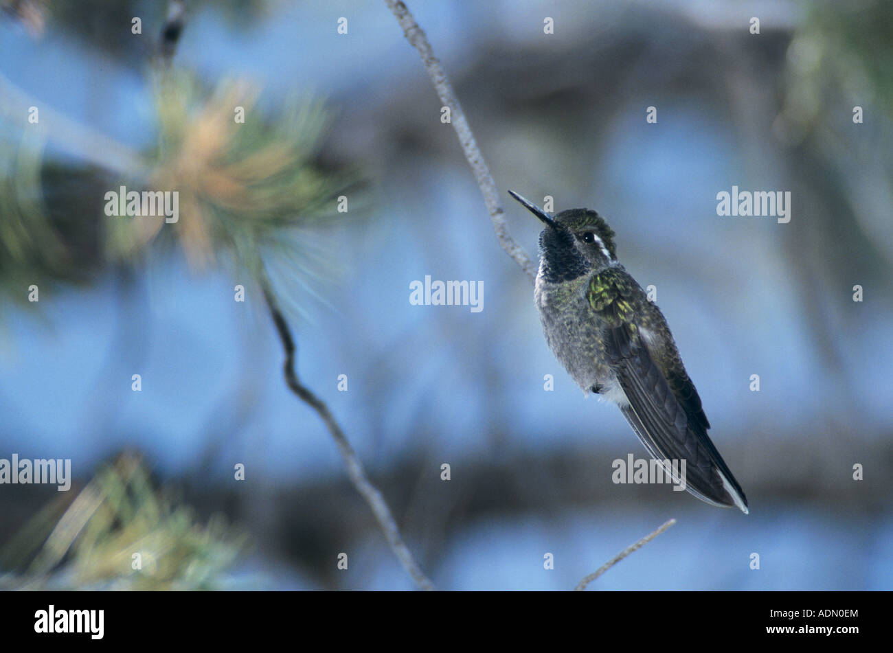 Blue-throated Hummingbird Lampornis clemenciae male Big Bend National ...