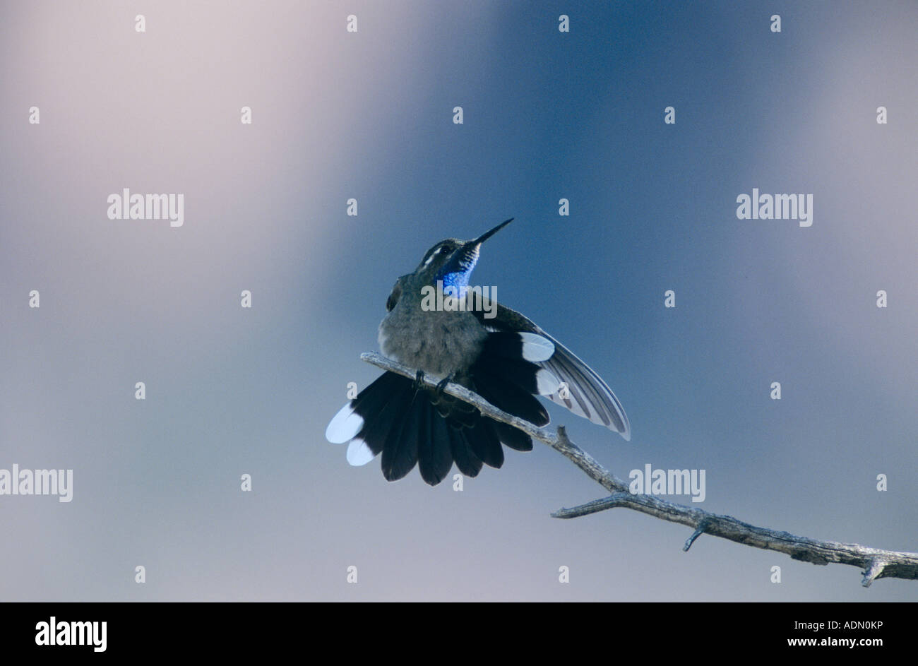 Blue-throated Hummingbird Lampornis clemenciae male stretching wing Big ...