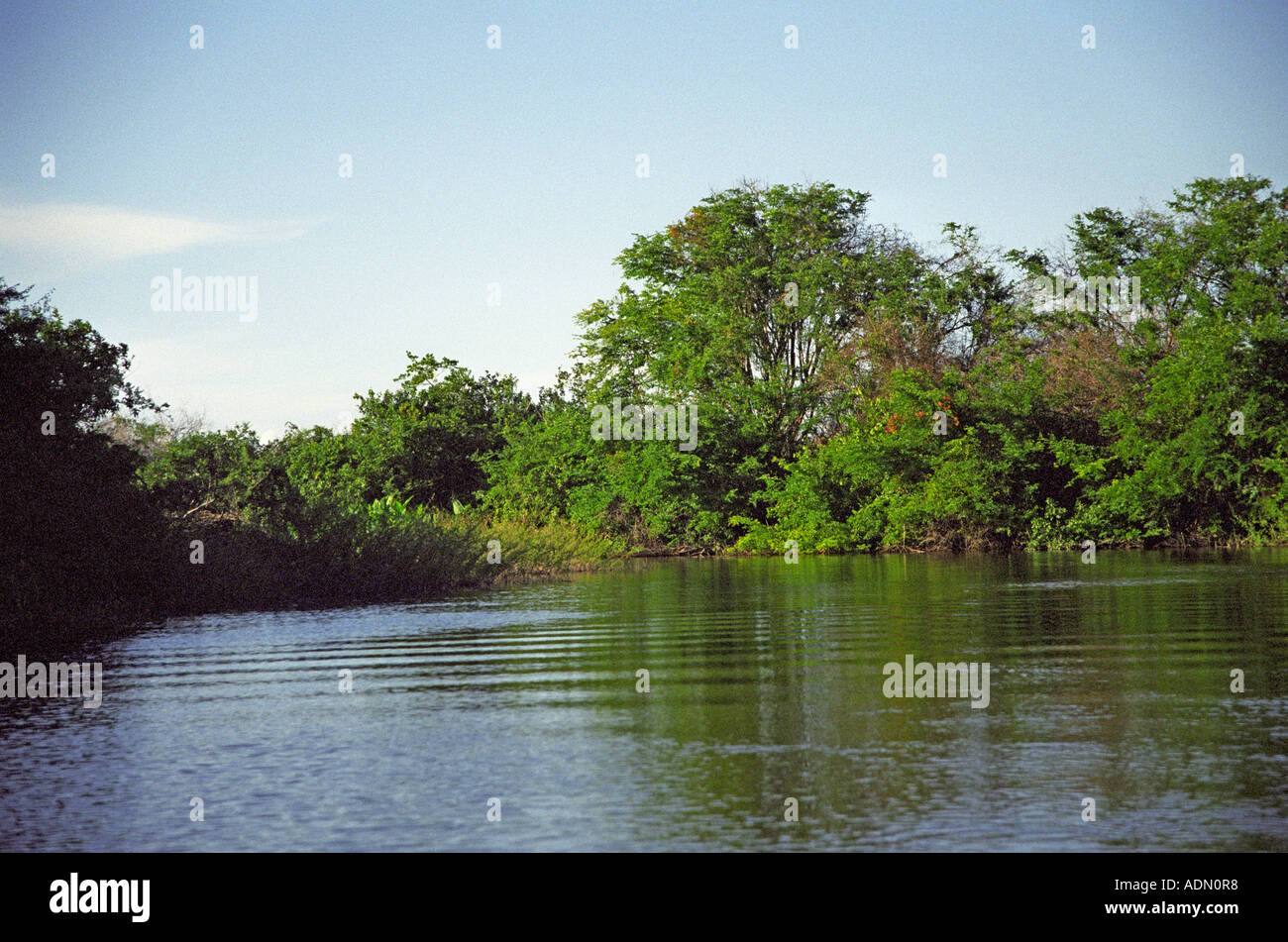 CROOKED TREE WILDLIFE SANCTUARY BELIZE CENTRAL AMERICA August One of ...