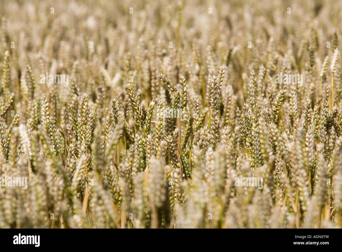 Closeup view of a field of golden ripe wheat ready for harvesting Stock ...