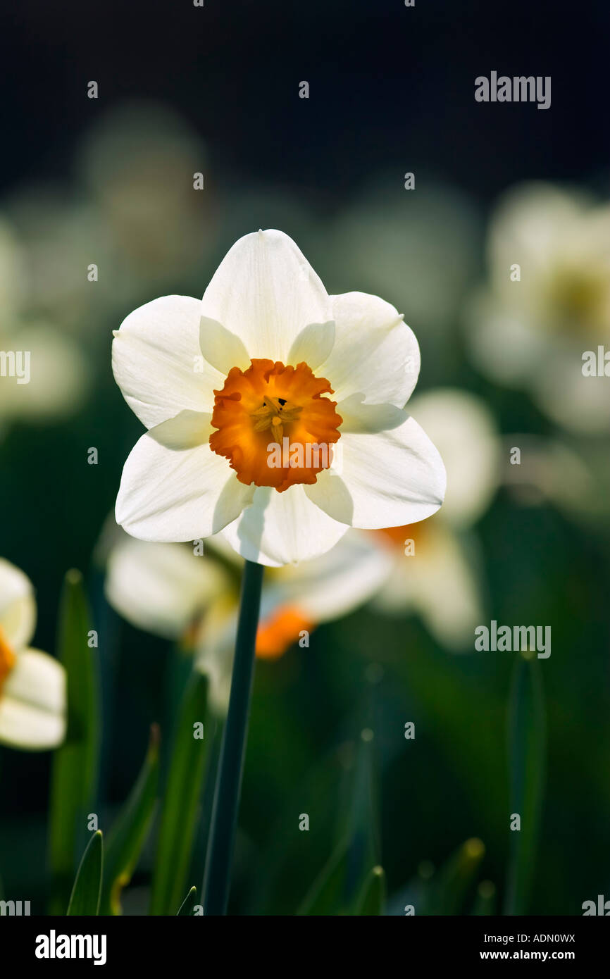 Narcissus daffodil spring flower hi-res stock photography and images ...
