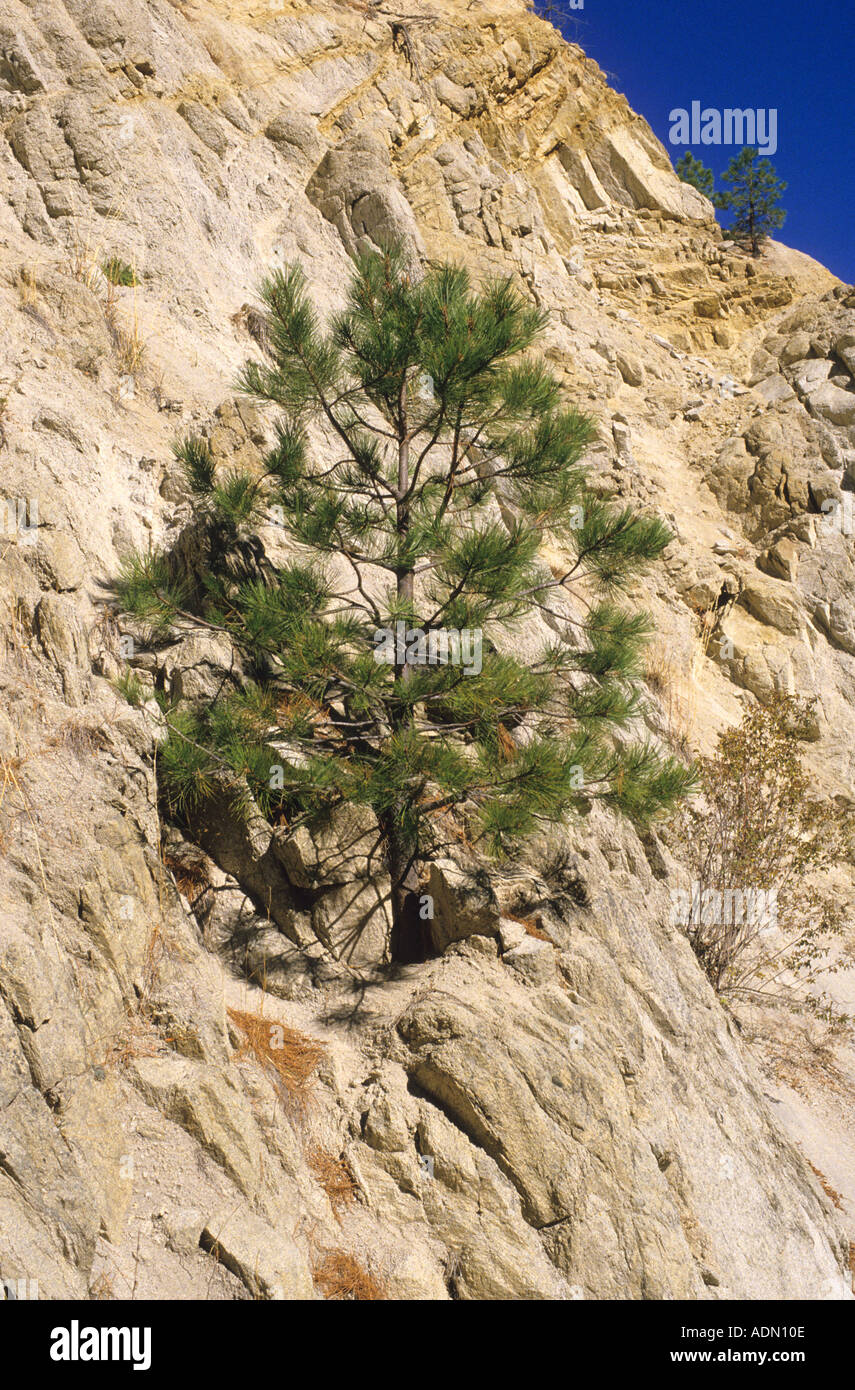 A pine tree growing out of a rock cliff Stock Photo - Alamy