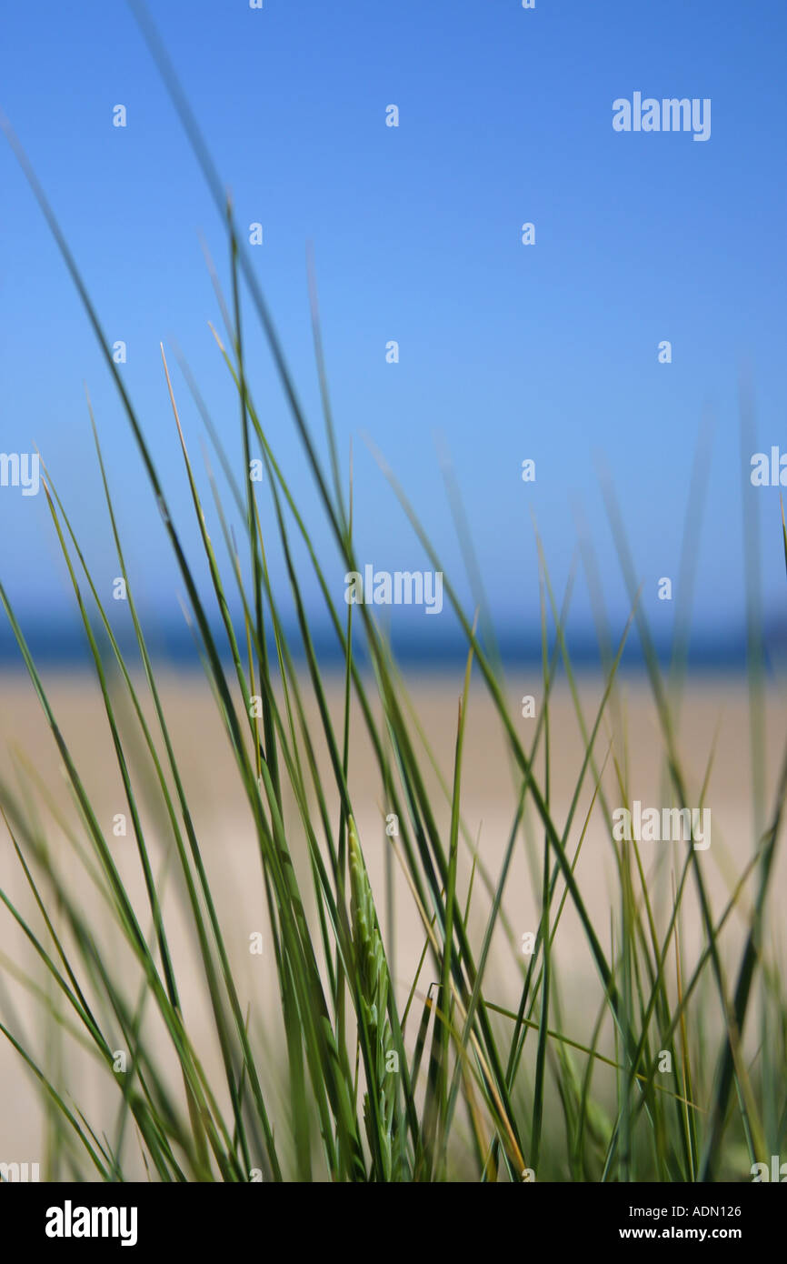 Wind blown grass hi-res stock photography and images - Alamy