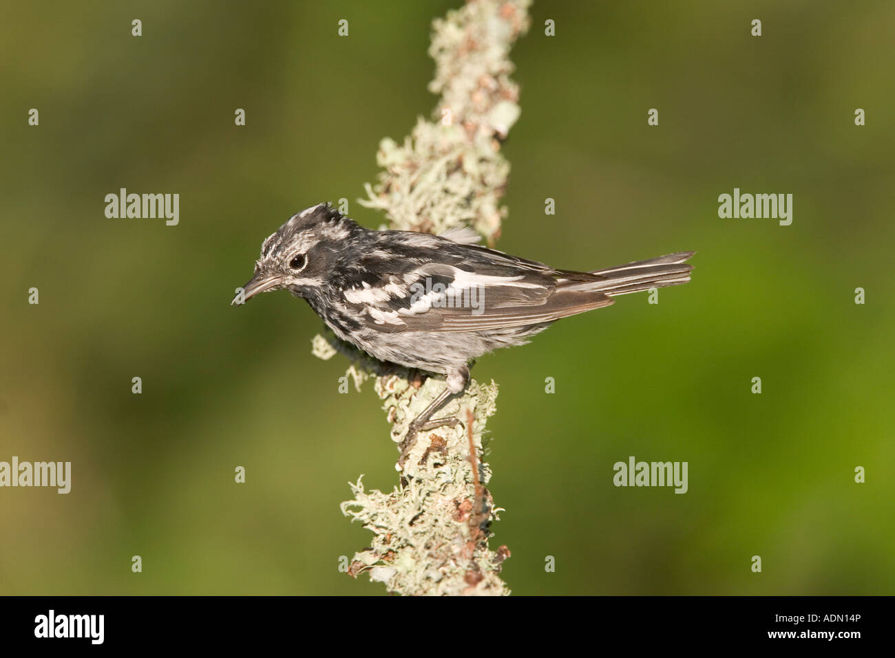 Black-and-white Warbler Mniotilta varia Tamarack Aitkin County ...