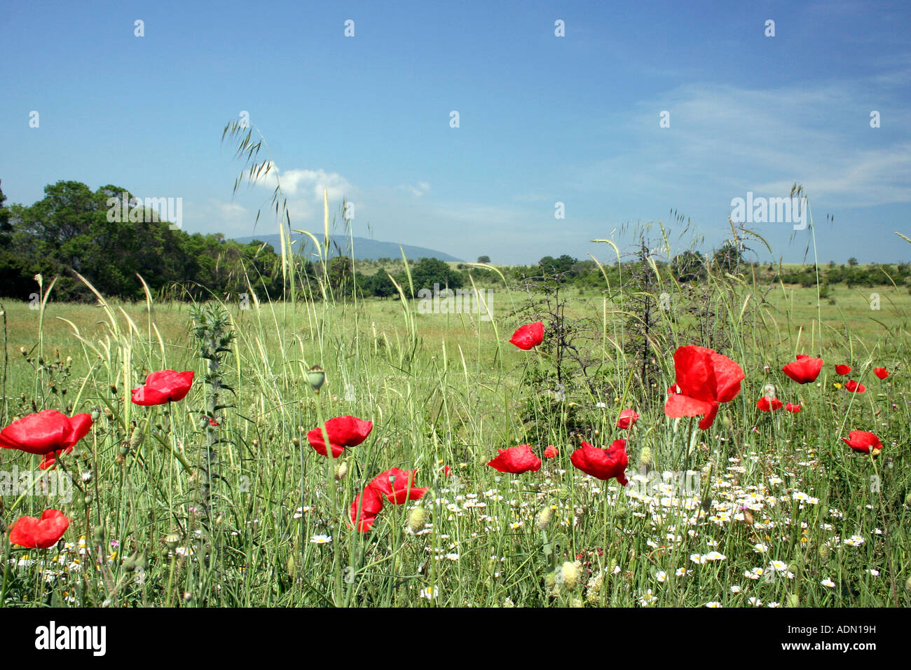 Strandja bulgaria hi-res stock photography and images - Alamy