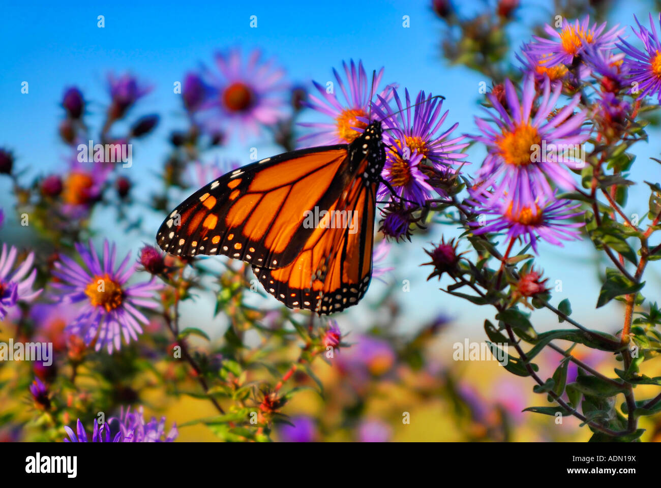 Monarch butterflies hi-res stock photography and images - Alamy