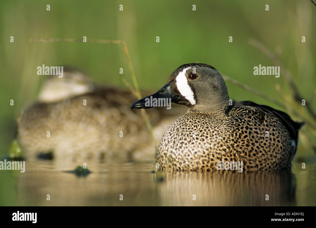 Blue-winged Teal Anas discors pair Willacy County Rio Grande Valley ...