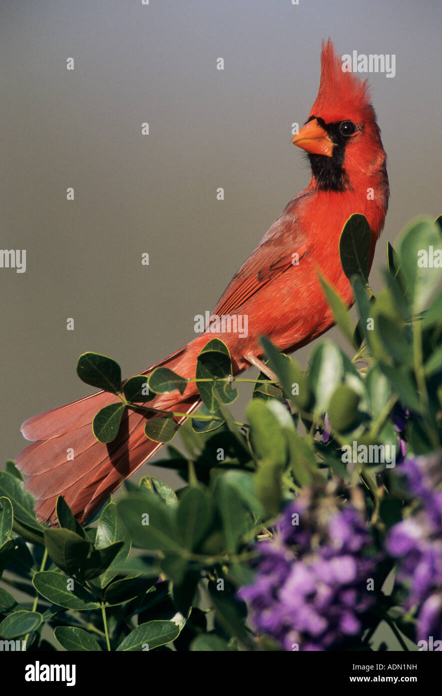 Northern Cardinal Cardinalis cardinalis male on blooming Texas Mountain ...