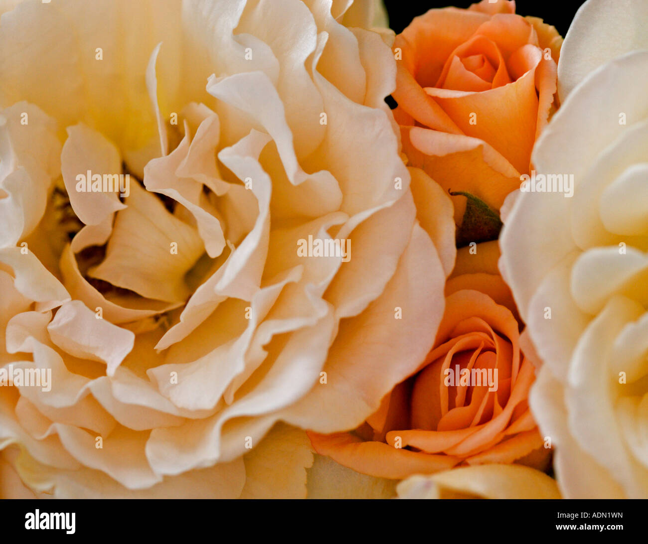 Buff beauty rose hi-res stock photography and images - Alamy