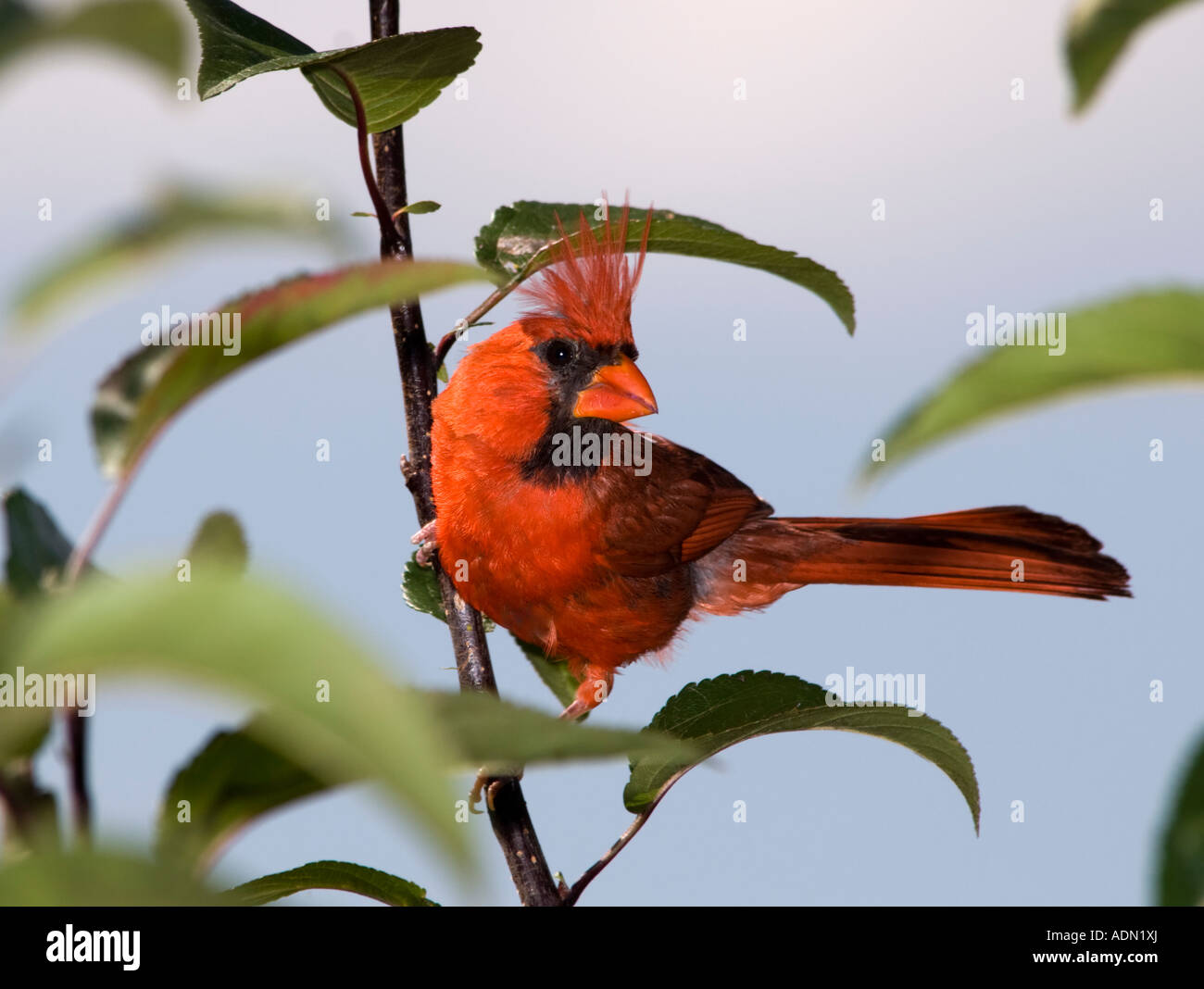 Northern Cardinal (Cardinalis cardinalis) in Crabapple Tree. Oklahoma ...