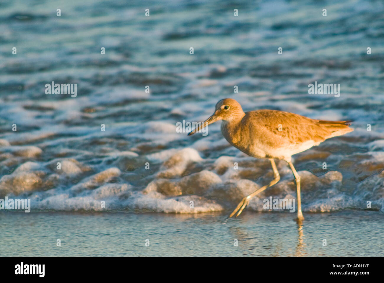Sandpiper feeding at ocean shoreline Stock Photo - Alamy