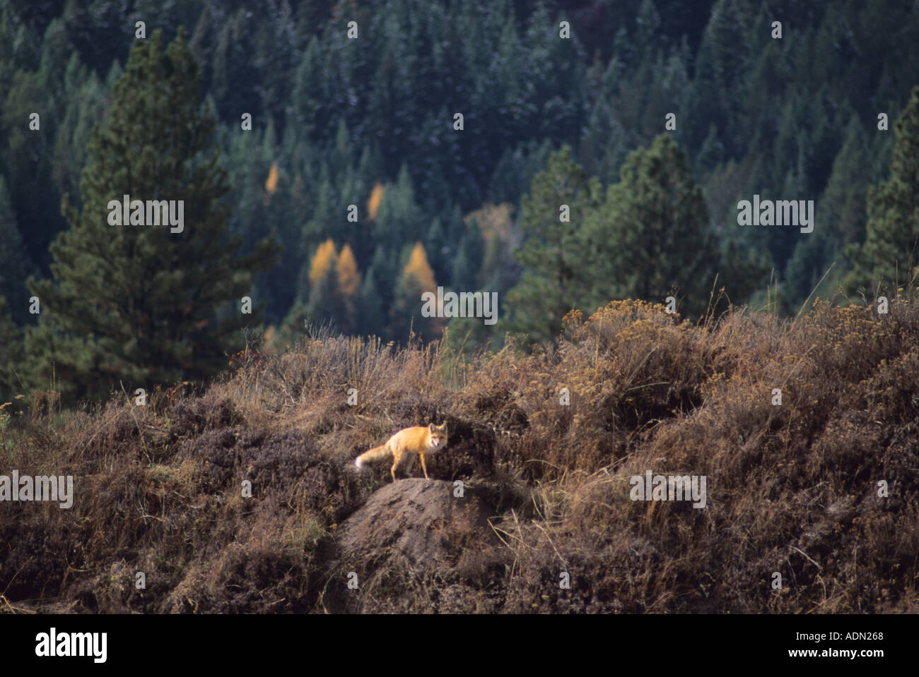 Cascade Red Fox High Resolution Stock Photography and Images - Alamy