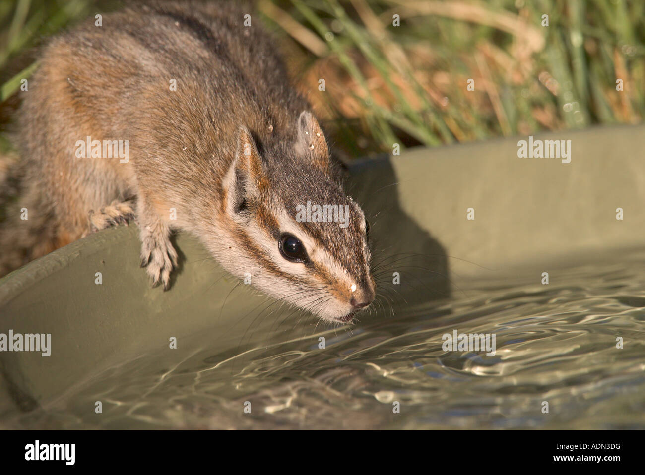 Cliff Chipmunk Eutamias dorsalis Portal Chiricahua Mountains Cochise ...