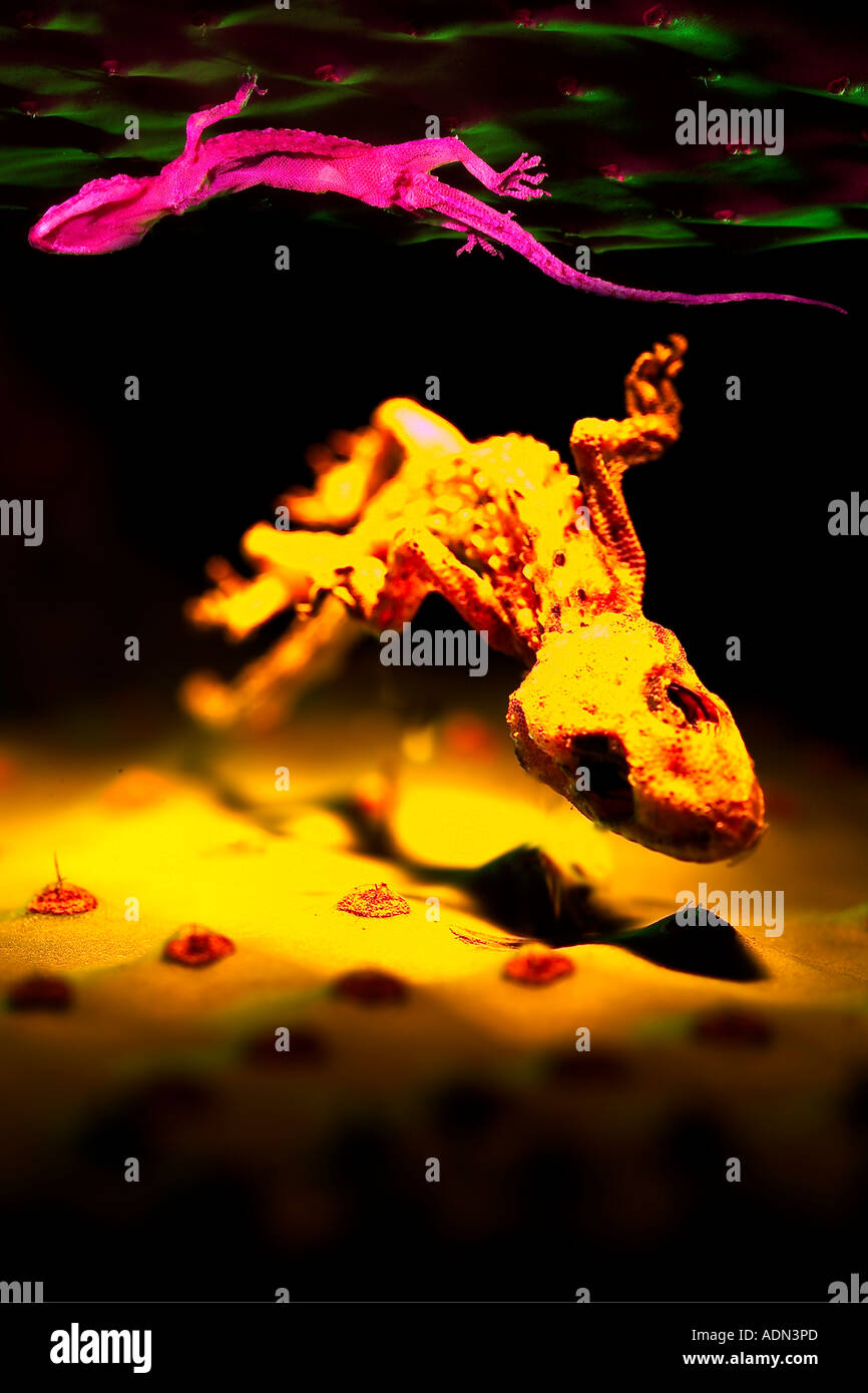 Two lizards float in the air over a cactus Stock Photo - Alamy