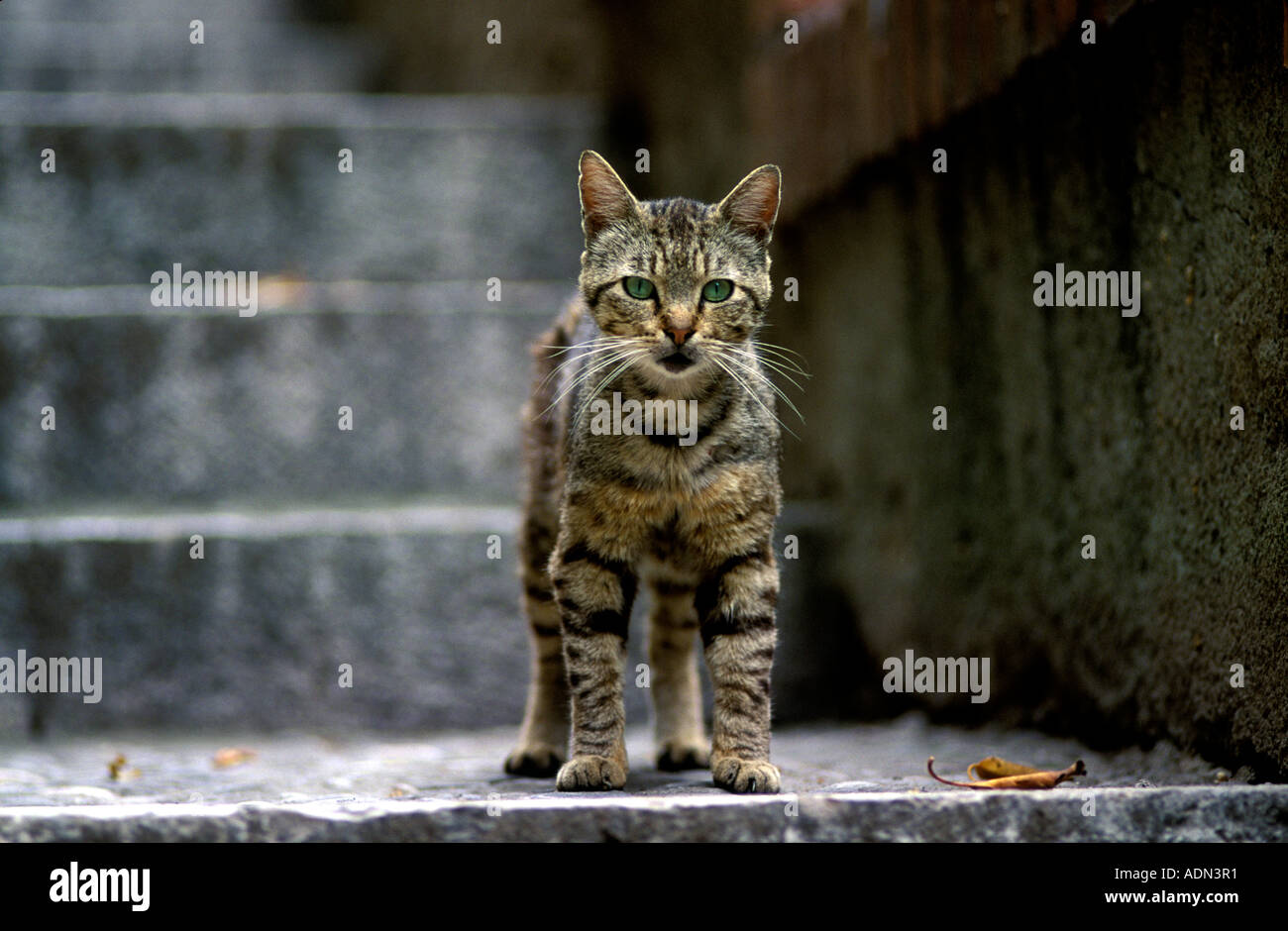 Ally steps hi-res stock photography and images - Alamy