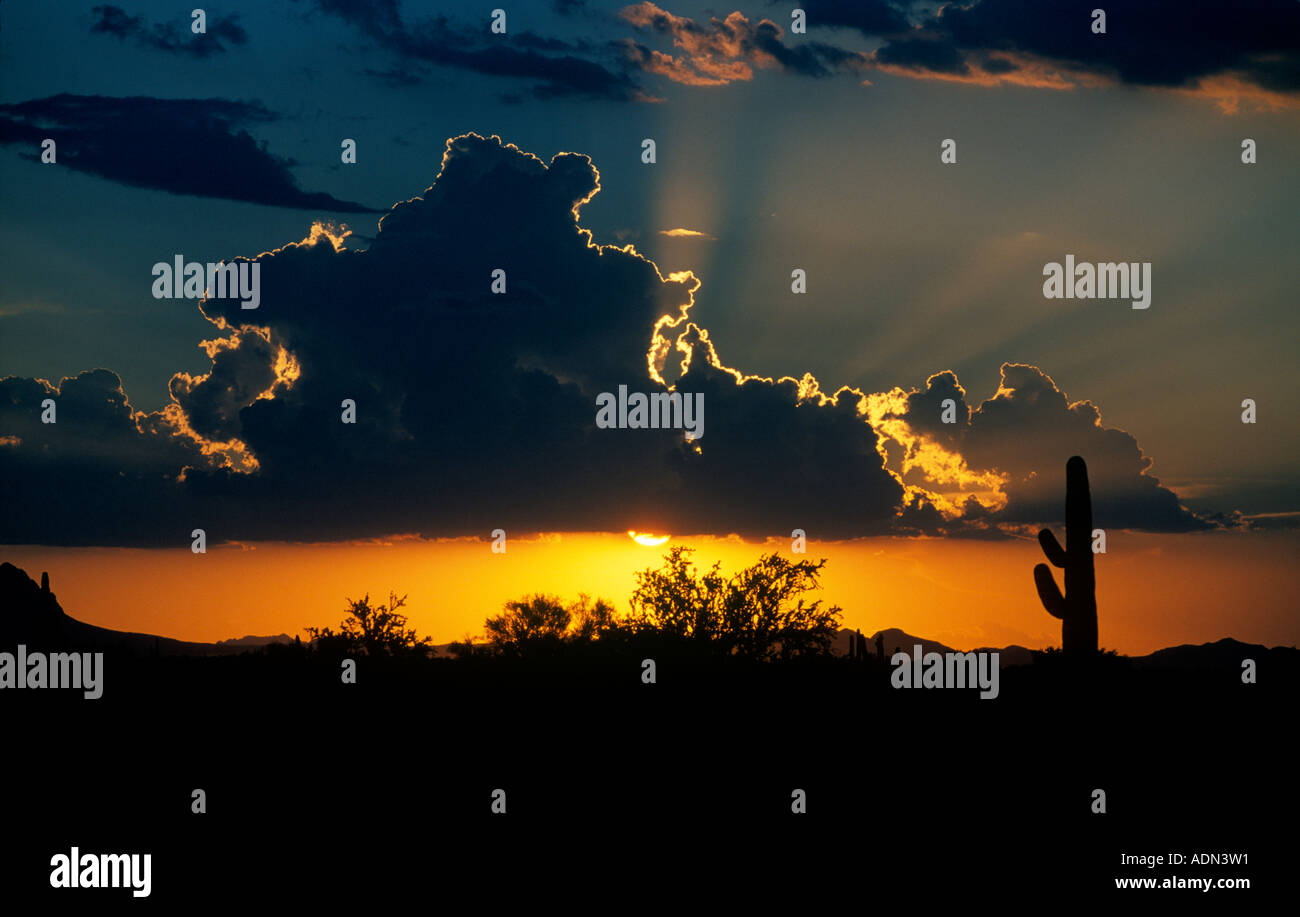 Summer sunest in the Arizona Desert giant Saguaro in the forground ...