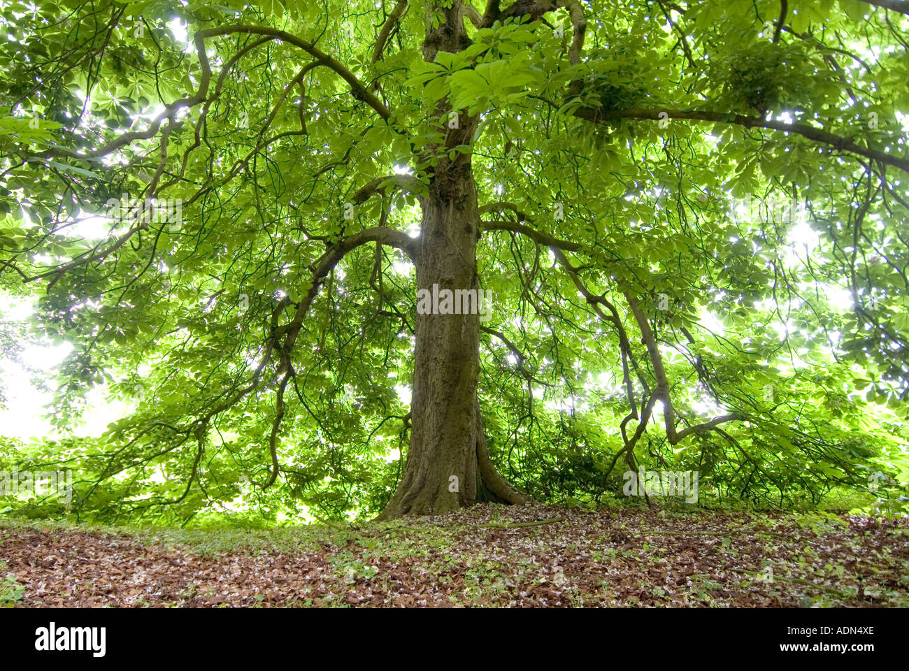 Chestnut Chestnut tree in blossom Tenbury Wells Worcestershire Stock ...