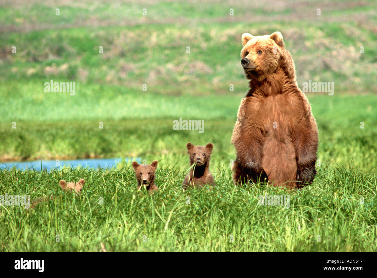 Family outing grizzly bear and 3 cubs Stock Photo - Alamy