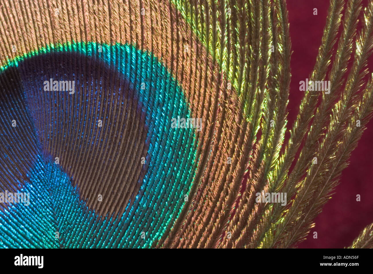 Peacock Feather Macro Shot Beautiful detail colours Stock Photo - Alamy