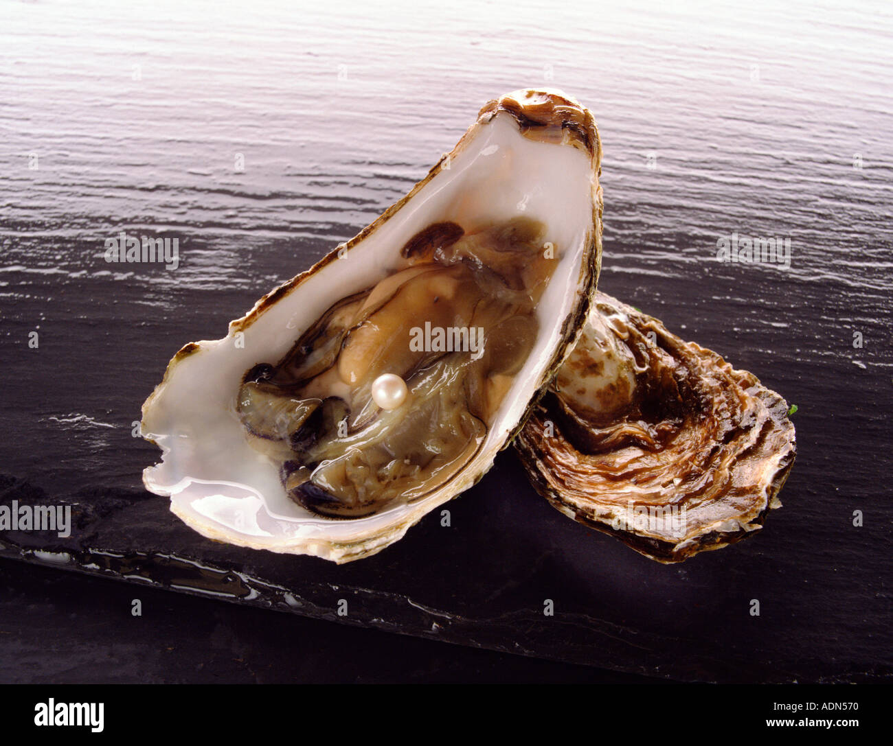 OYSTER WITH PEARL Stock Photo - Alamy
