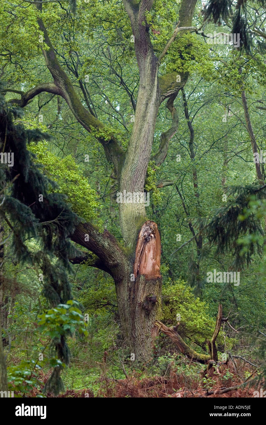 Mortimers forest hi-res stock photography and images - Alamy