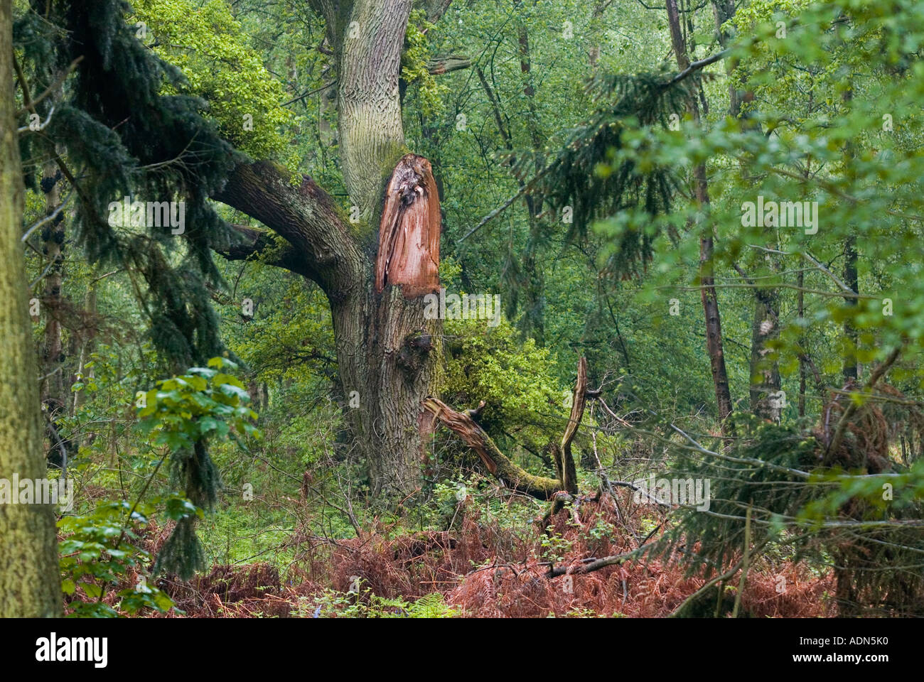 Mortimers forest hi-res stock photography and images - Alamy