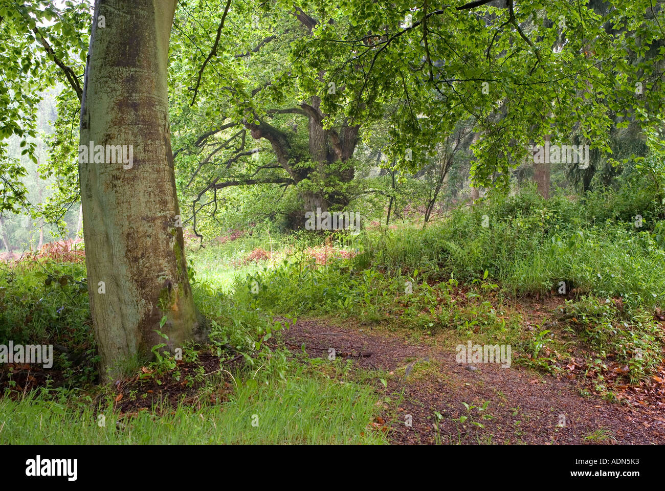 Mortimers forest hi-res stock photography and images - Alamy