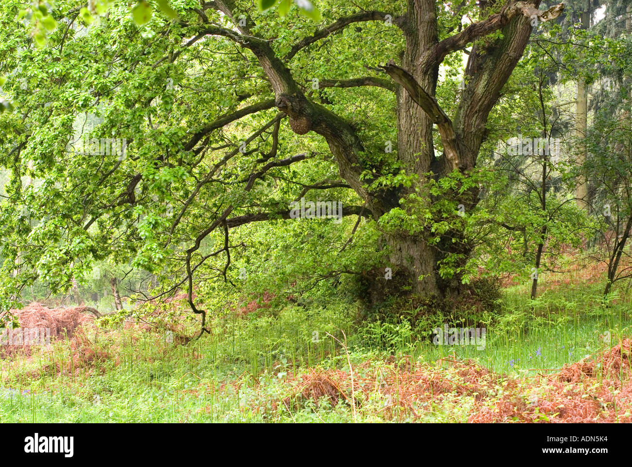 Mortimers forest hi-res stock photography and images - Alamy
