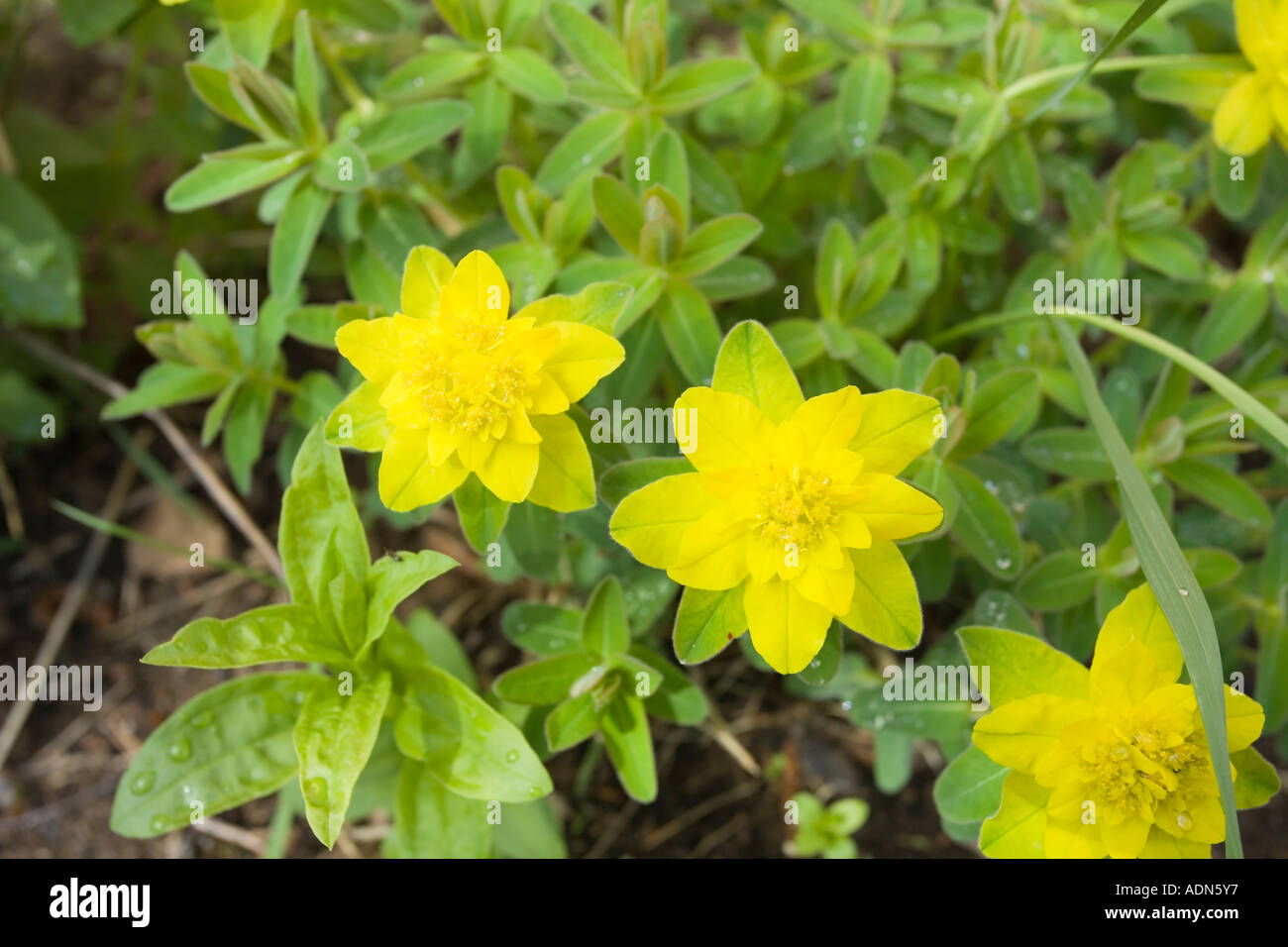 Cushion spurge euphorbia polychroma hi-res stock photography and images ...