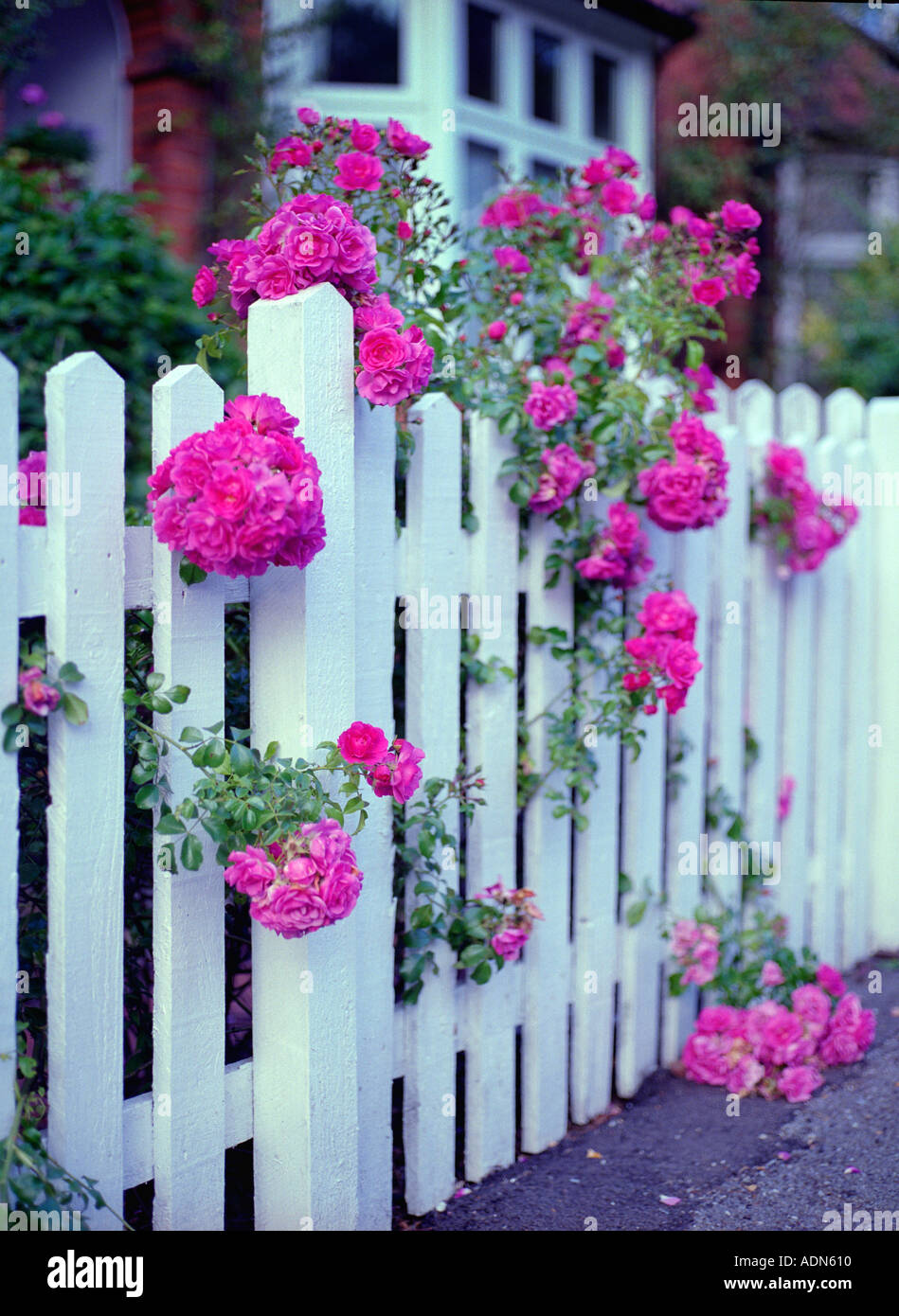 Roses and picket fence England Stock Photo - Alamy