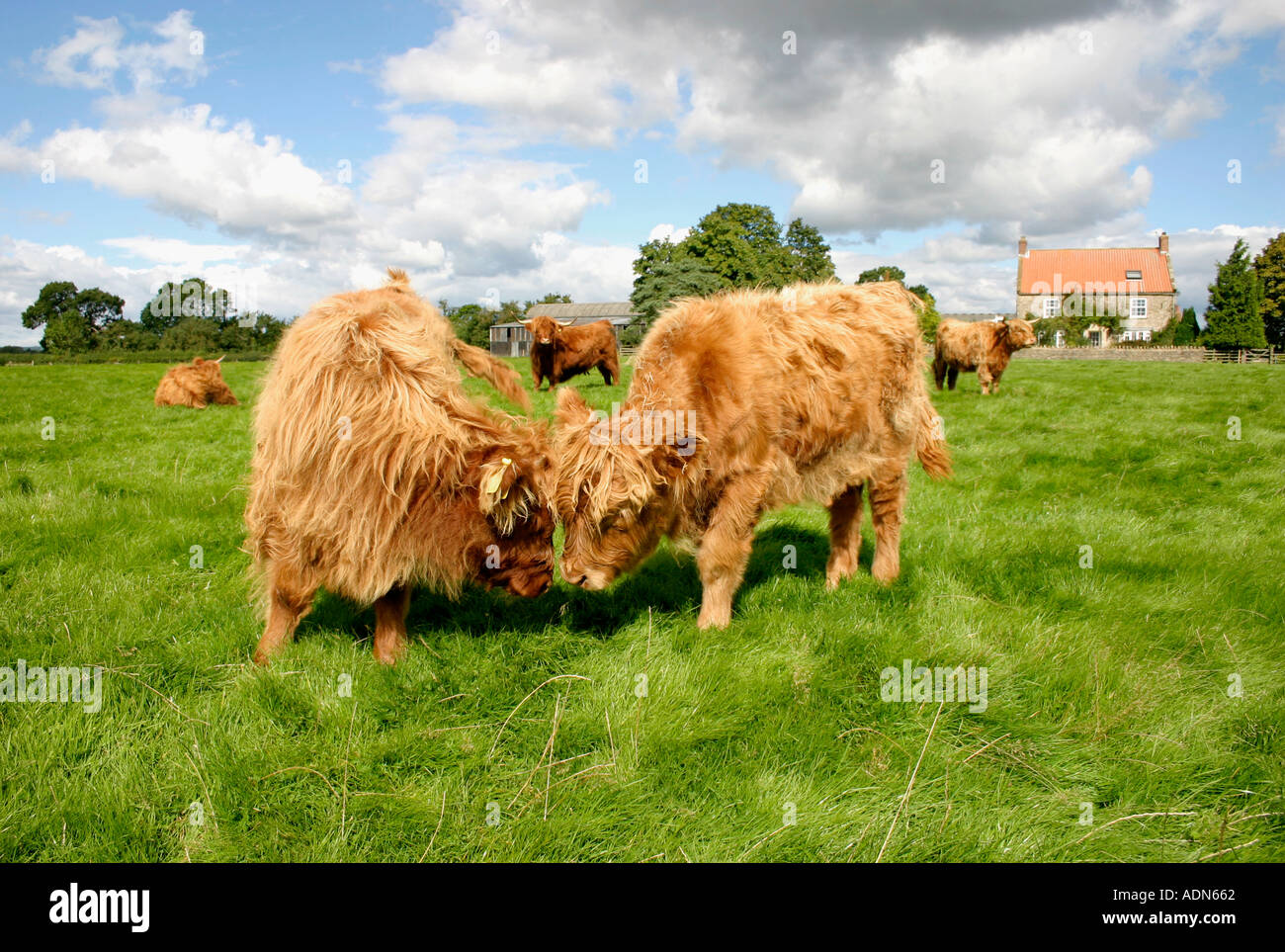 Highland cattle Cowldyke farm Great Edstone North Yorkshire Stock Photo ...