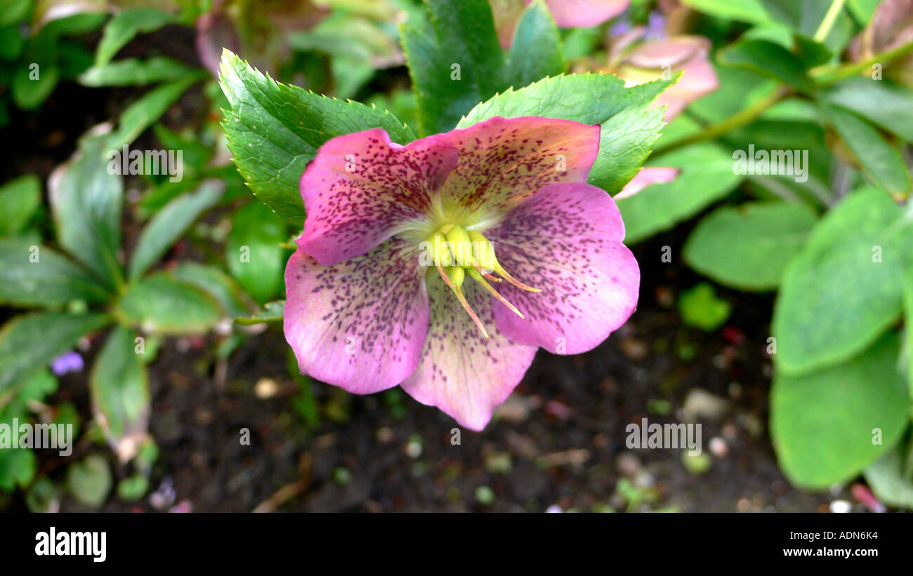 Lenten Roses High Resolution Stock Photography and Images - Alamy