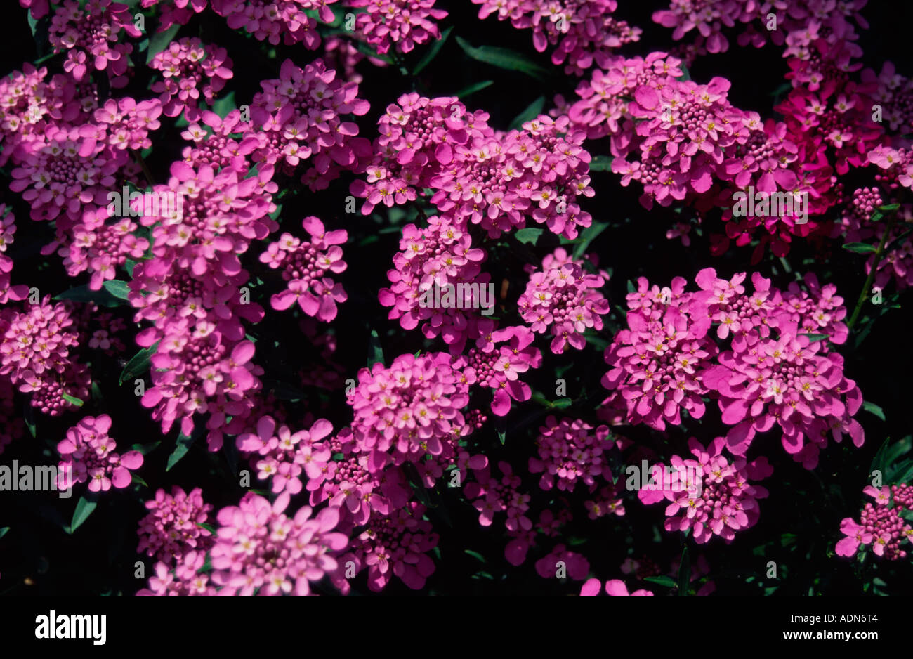 Pink candytuft, Iberis, west London, UK Stock Photo - Alamy