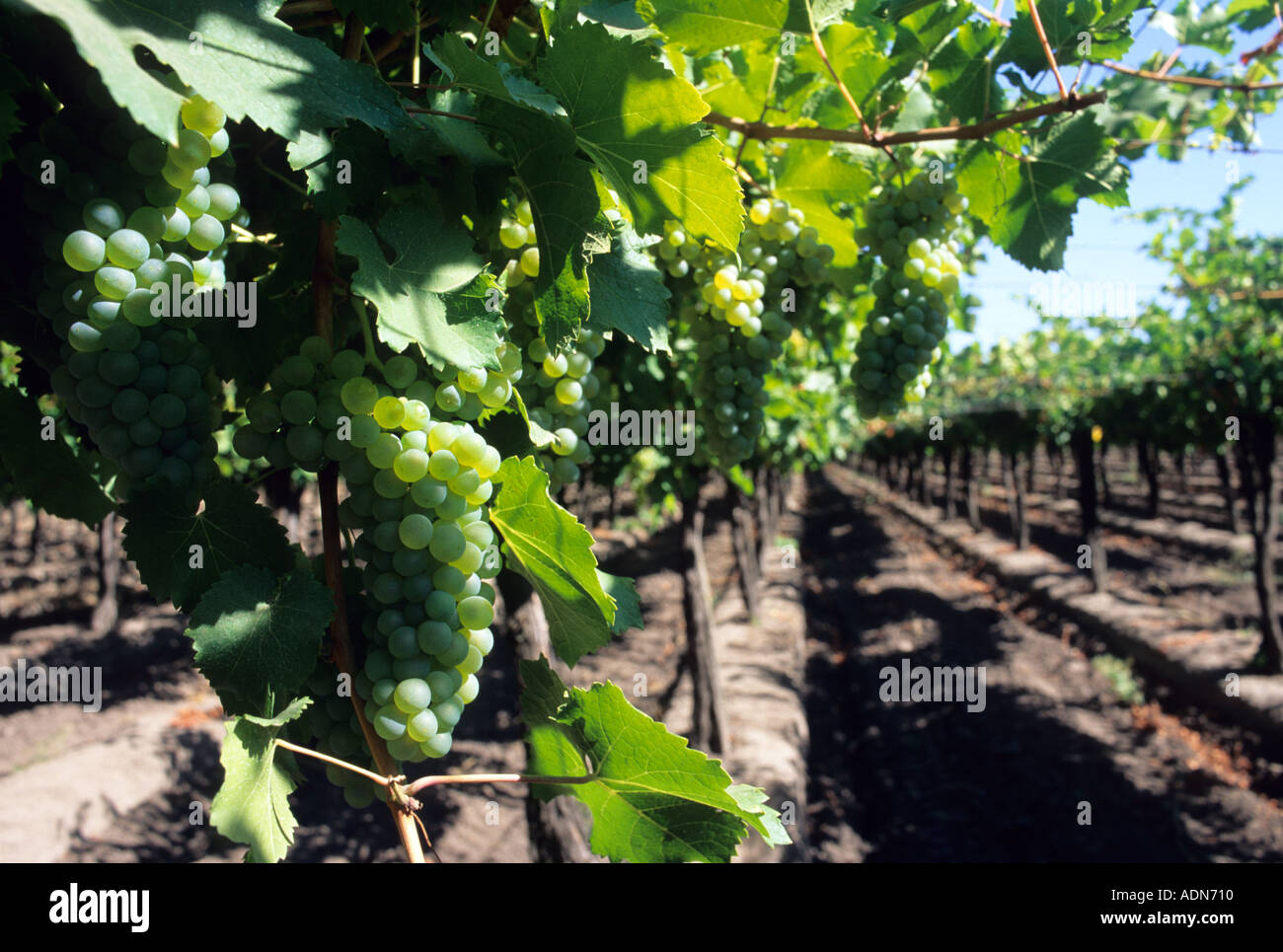 Curico chile hi-res stock photography and images - Alamy