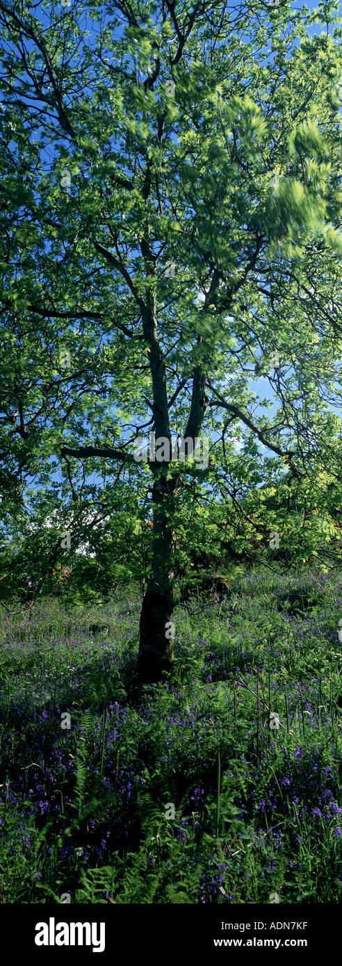 Spring antrim hi-res stock photography and images - Alamy