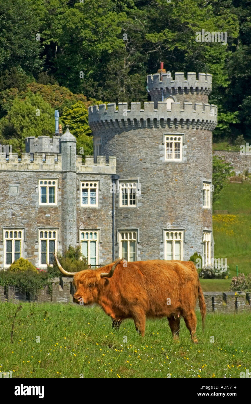 Highland cattle castle hi-res stock photography and images - Alamy