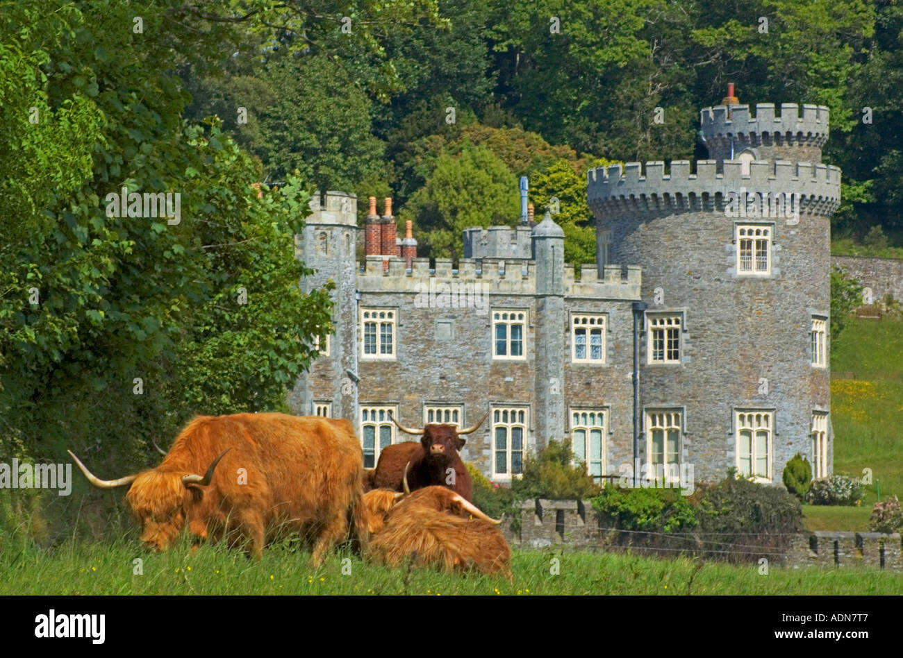 Highland cattle castle hi-res stock photography and images - Alamy