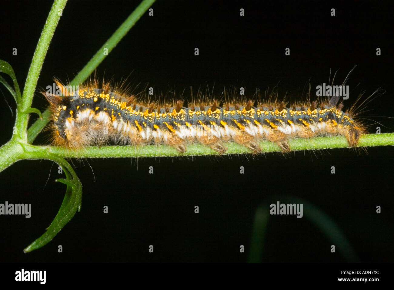 Caterpillar from a philudoria potatoria Stock Photo - Alamy
