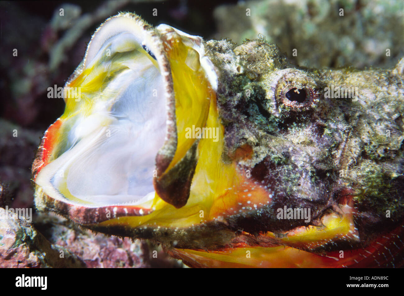 False stonefish Scorpaenopsis diabolus yawning Papua New Guinea Stock ...
