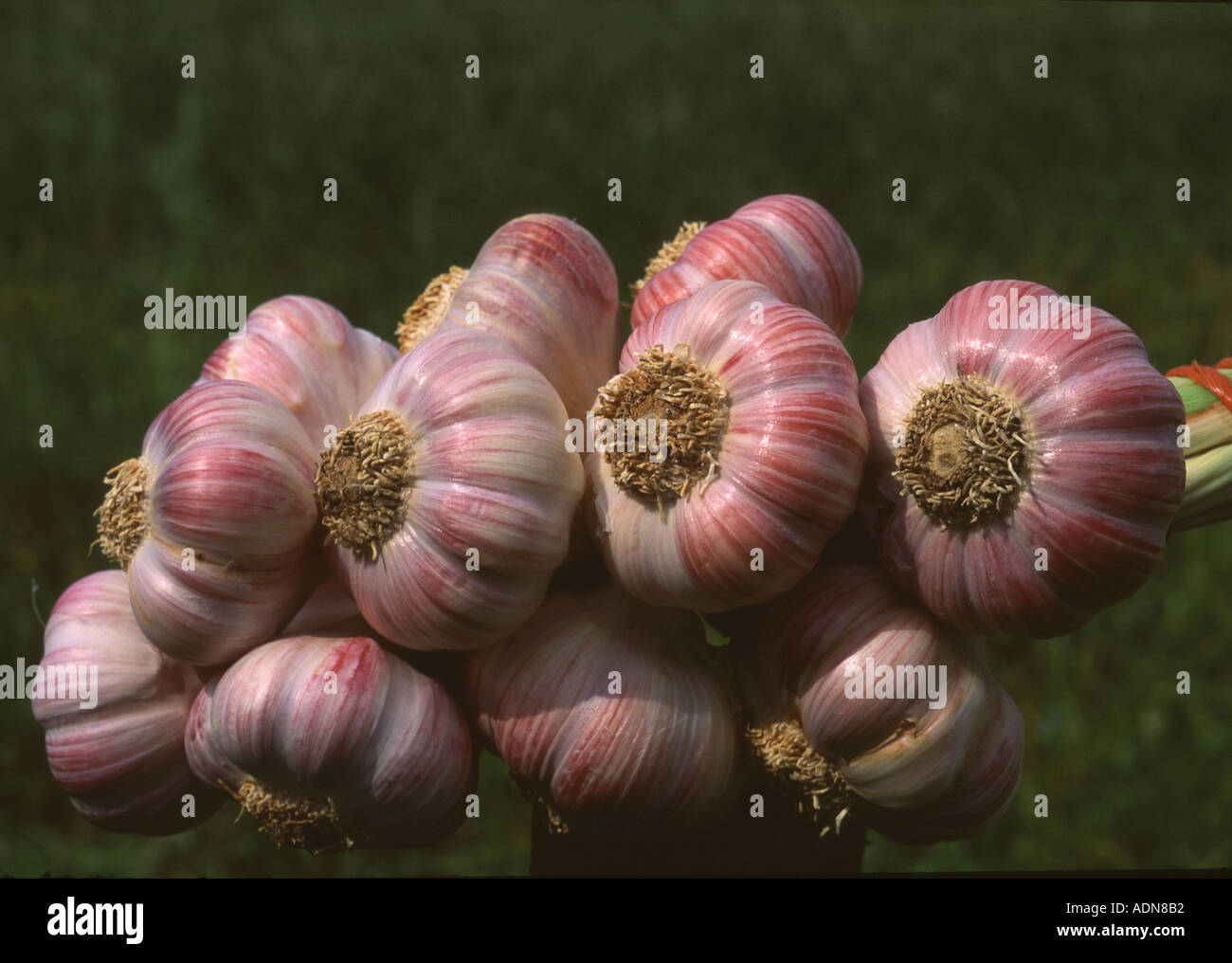 France Southwest. Plaited pink garlic from Lautrec Stock Photo - Alamy