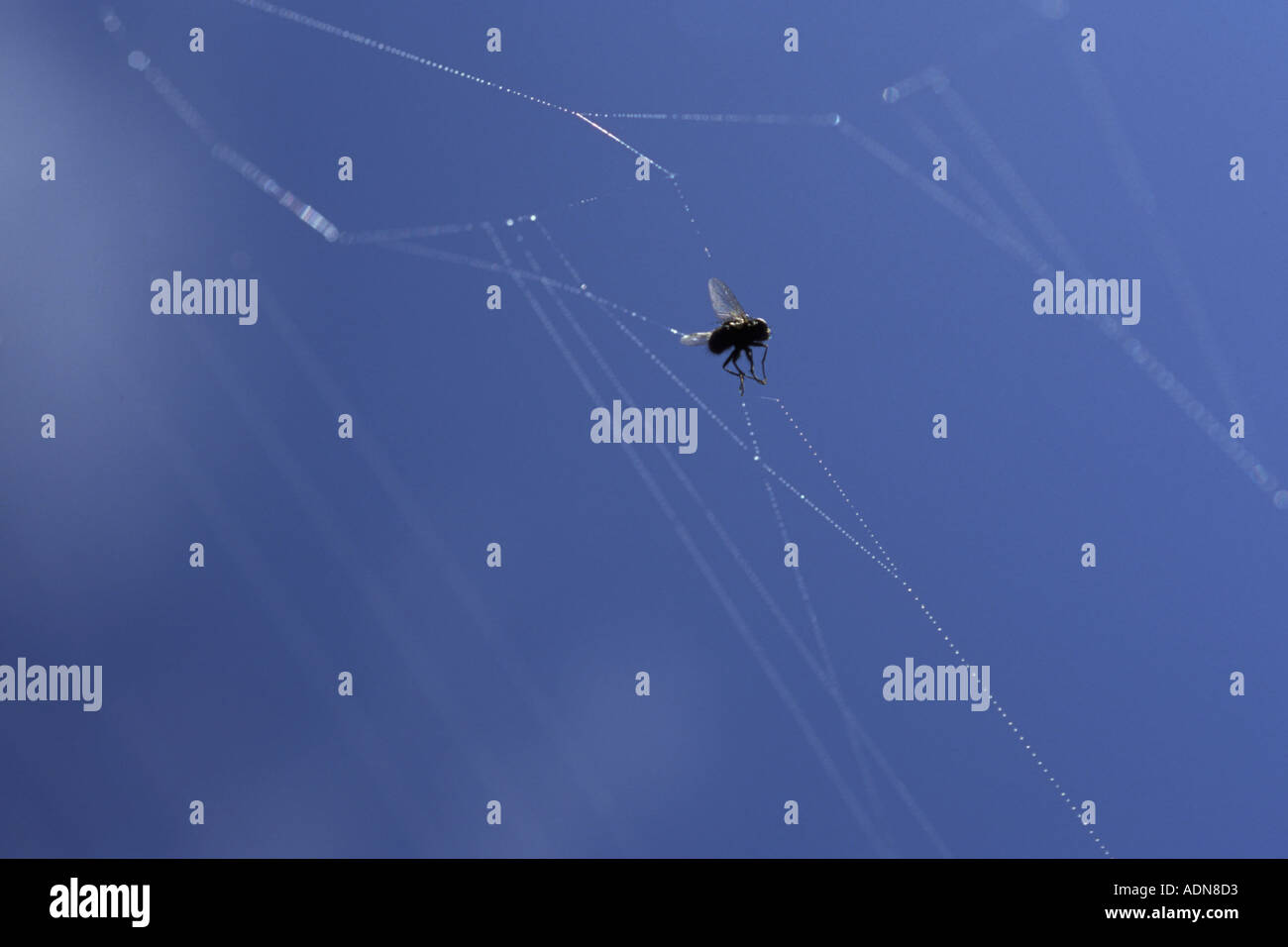 Fly caught in spiderweb hi-res stock photography and images - Alamy
