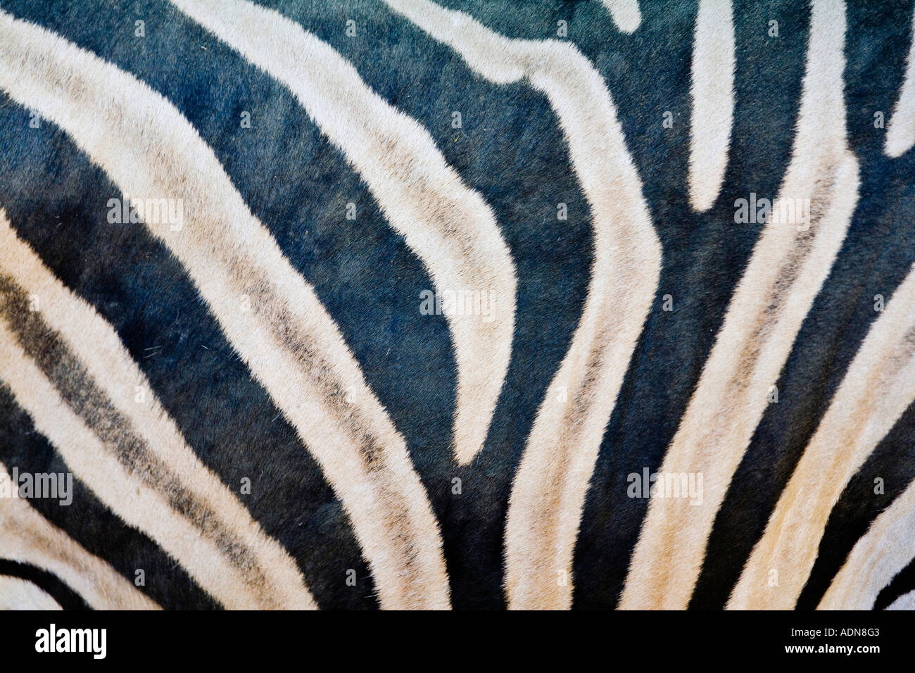 Texture zebra hi-res stock photography and images - Alamy